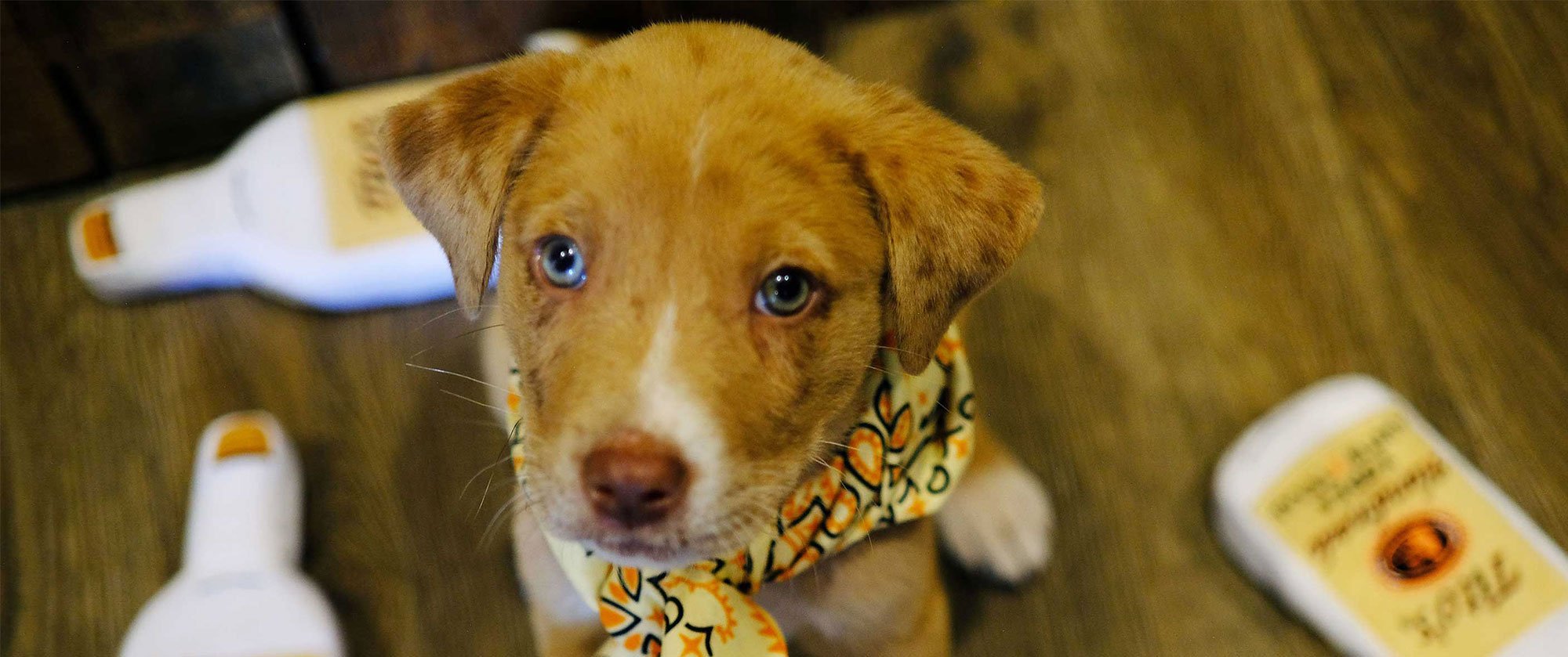 Dogs – Tito's Handmade Vodka